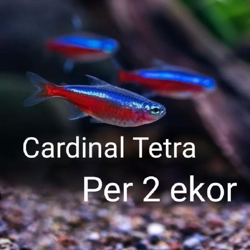 Jual Cardinal Tetra, per 2 ekor, ukuran M (1,2cm) ikan hias aquarium ...
