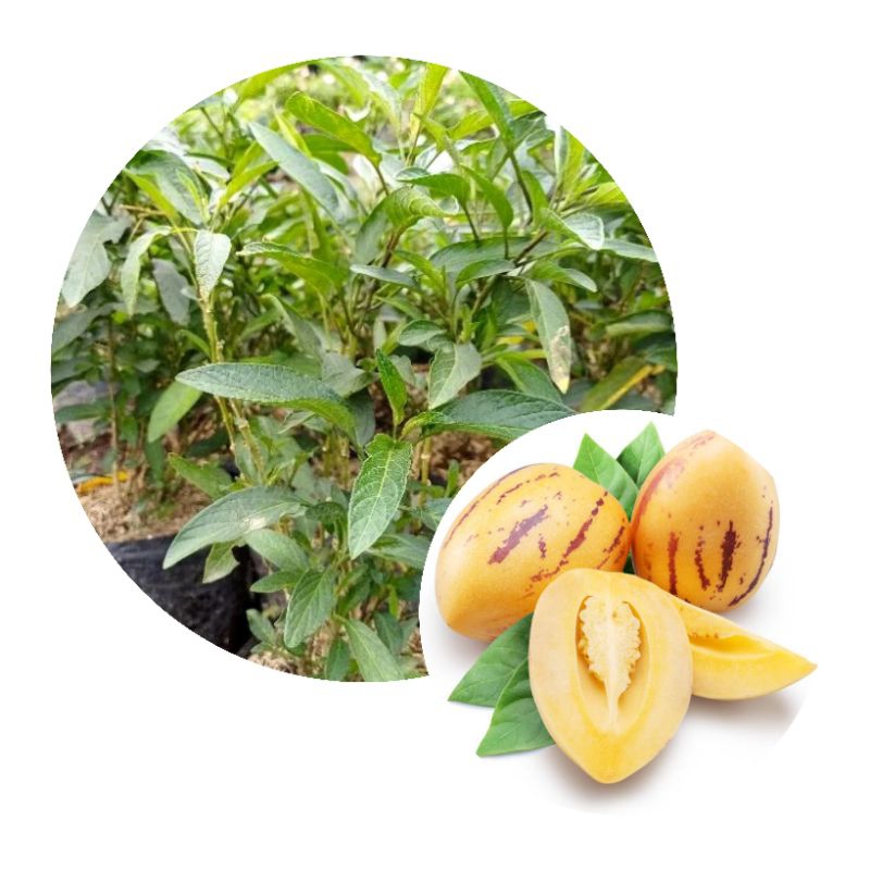 Jual Bibit Tanaman Buah Pepino Kuning Pepino Melon | Shopee Indonesia