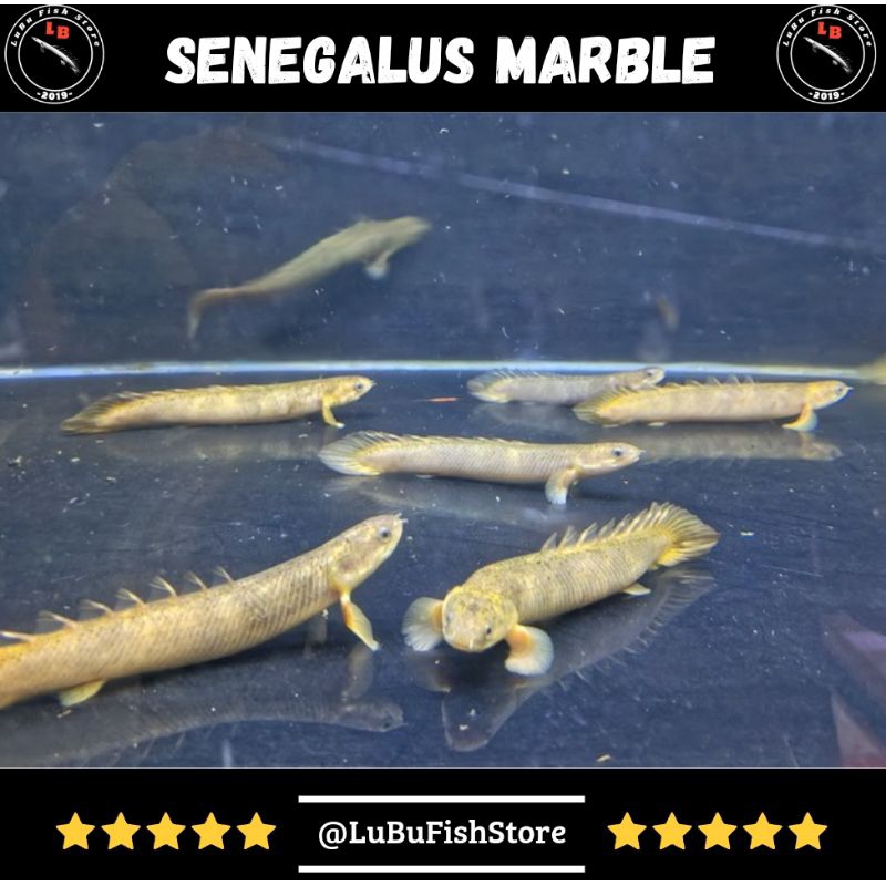 Jual Aksesoris Aquarium Palmas Senegalus Marble Palmas Senegalus Marbel ...