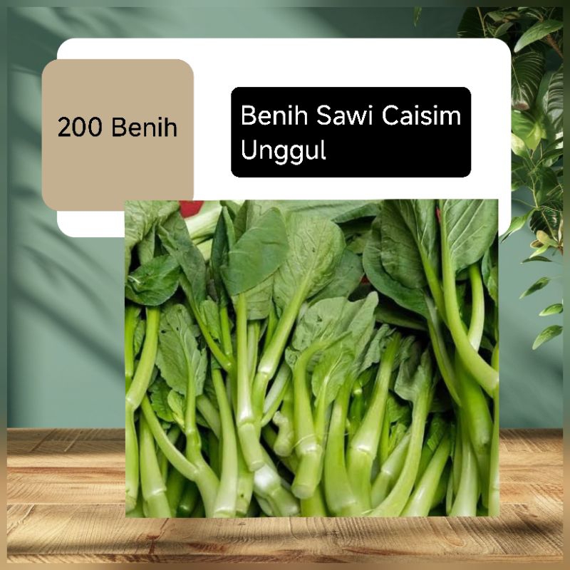 Jual Benih Caisim Super (200 Benih) | Shopee Indonesia