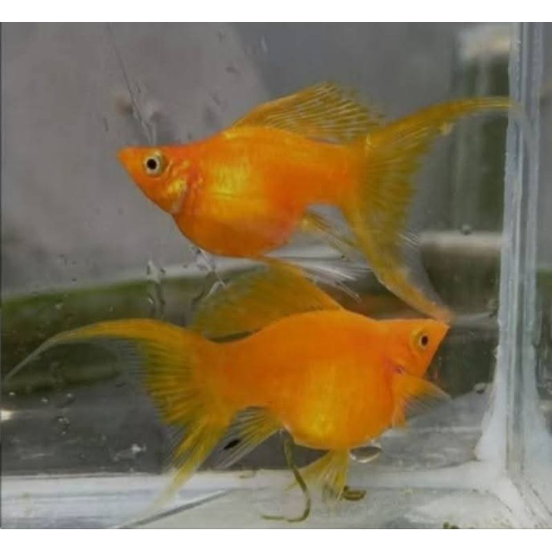 Jual Mainan Aquarium Molly Balon Sunkist Cawang Sailfin Dewasa | Shopee ...