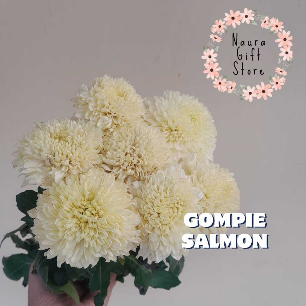 Jual bunga gompie berbagai warna fresh flower. | Shopee Indonesia