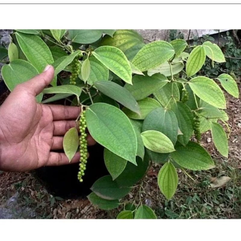 Jual Bibit Lada Merica Unggul Beli 4 Bonus 1 | Shopee Indonesia