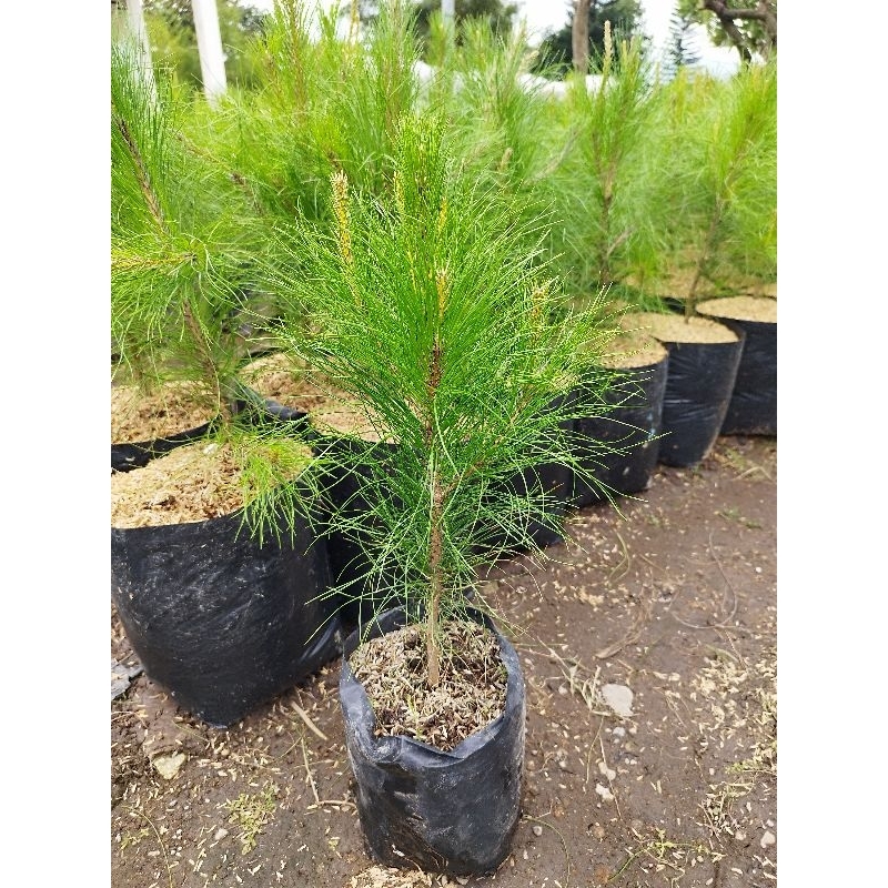 Jual Tanaman Hias Cemara Pinus - Tanaman Pohon Pinus | Shopee Indonesia