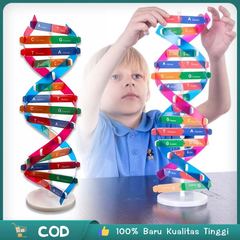 Jual Human Genes Dna Models Deoxyribonucleic Acid Model Mainan Model ...