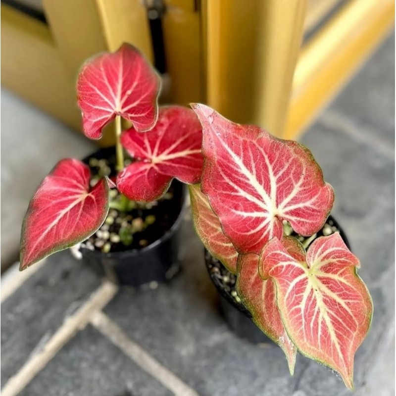 Jual Tanaman Hias Hidup - Caladium Rict Of Thai - Keladi Merah Murah ...