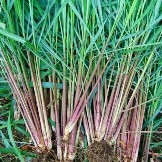 Jual Sereh Wangi Segar 1 kg Serai Merah Lanang Herbal Berkhasiat ...