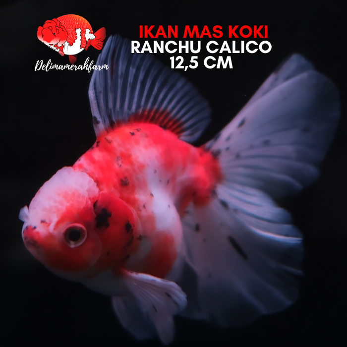 Jual IKAN MAS KOKI ORANDA CALICO SHORT BODY 11-12 CM KUALITAS SUPER ...