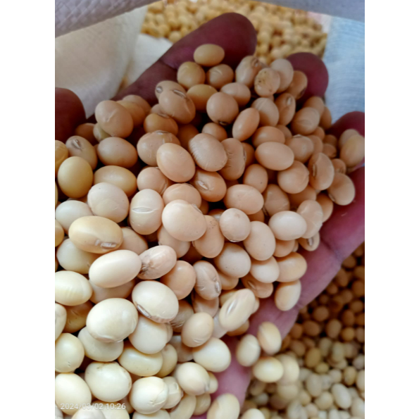 Jual Benih Kedelai DEGA 1 Unggul 1 kg Vacum Persilangan Grobogan x ...