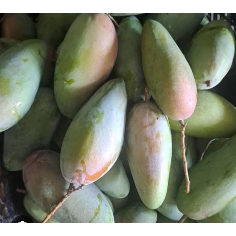 Jual mangga kiojay muda isi 1kg (isi 1-5 buah ) | Shopee Indonesia