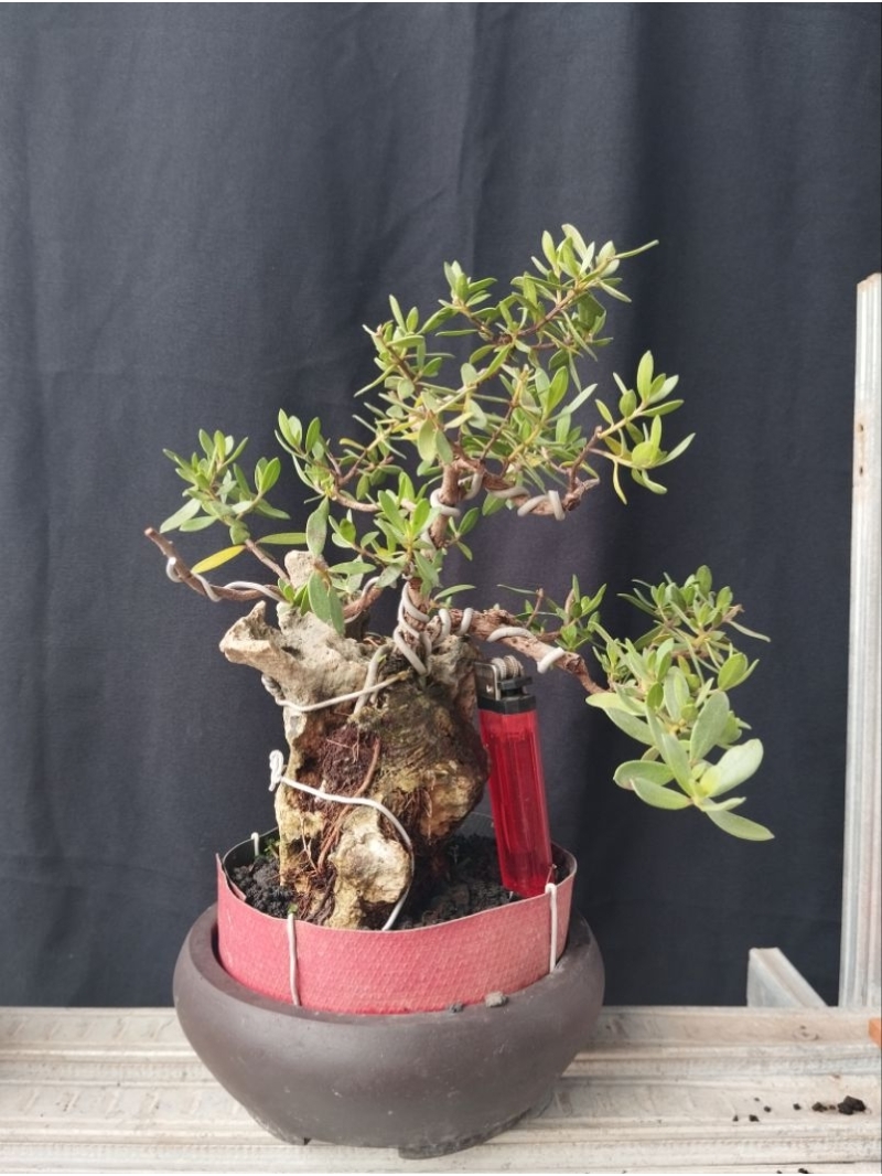 Jual Bonsai Santigi Otr (realpict beserta pot) | Shopee Indonesia