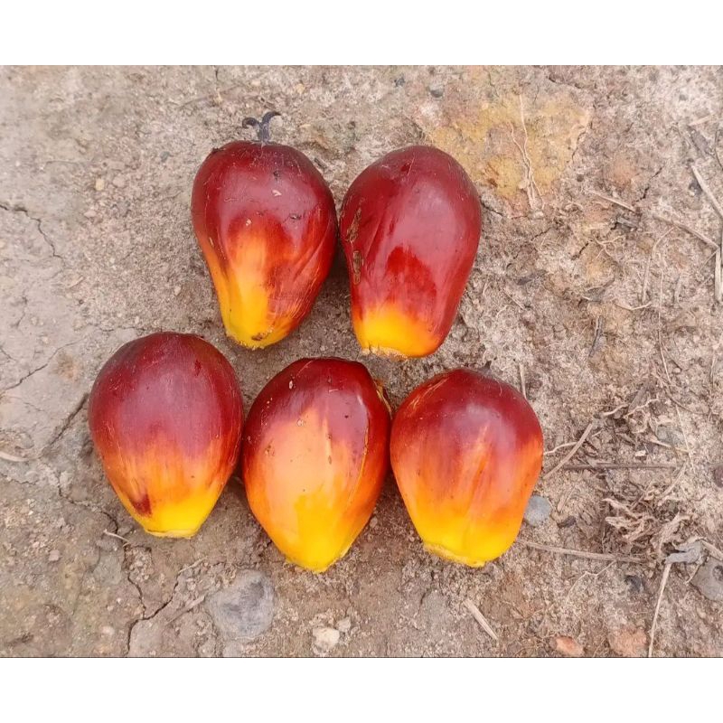 Jual Brondolan Buah Sawit Segar Umpan Mancing 1Kg | Shopee Indonesia
