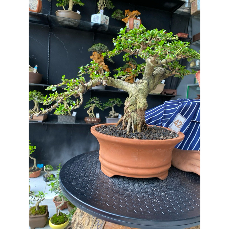 Jual bonsai sancang | Shopee Indonesia