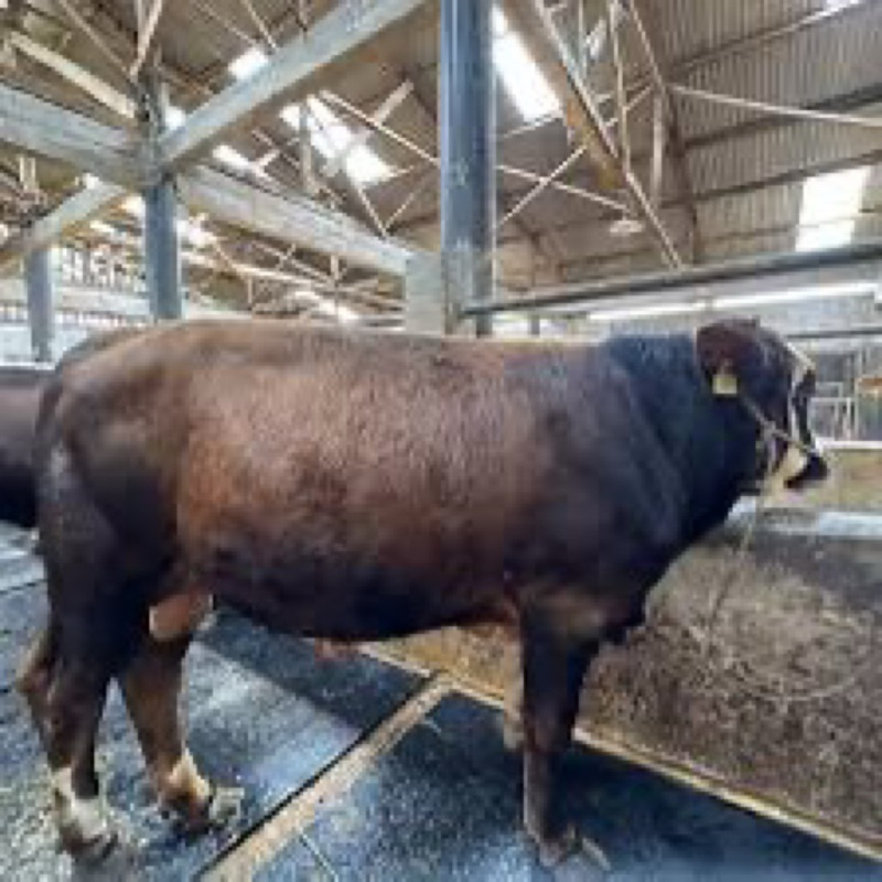 Jual karpet sapi / spon alas sapi / karpet hewan ternak | Shopee Indonesia