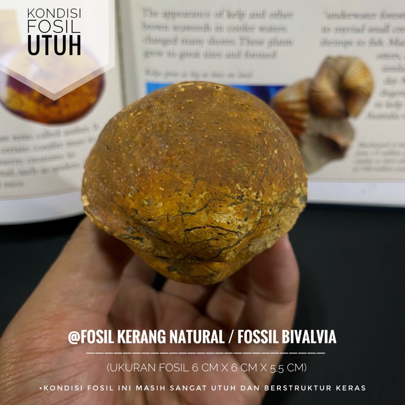 Jual Fosil Kerang Purba Natural B6 atau Fossil Bivalvia atau Fosil ...