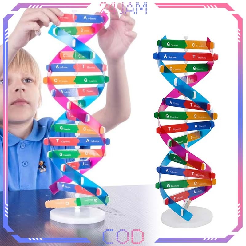 Jual Model DNA Mainan Model Double Helix DNA Deoxyribonucleic Acid ...