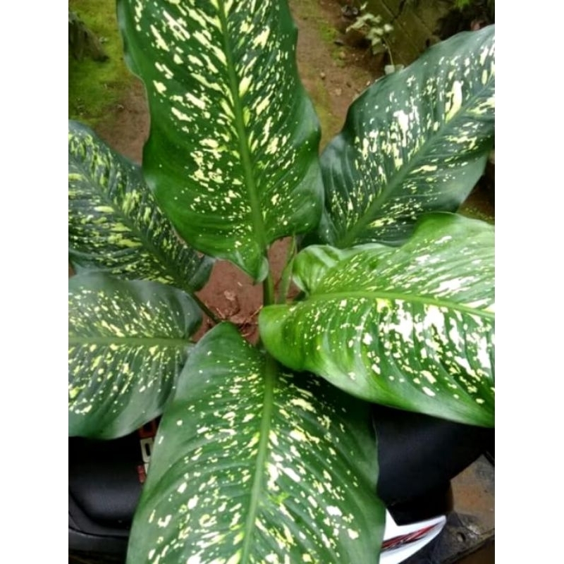 Jual TANAMAN HIAS BERAS TUMPAH JUMBO SIAP TANAM | Shopee Indonesia
