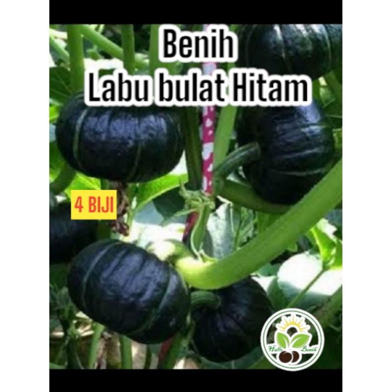 Jual 4 BIJI~BENIH LABU BULAT HITAM / LABU KABOCHA | Shopee Indonesia