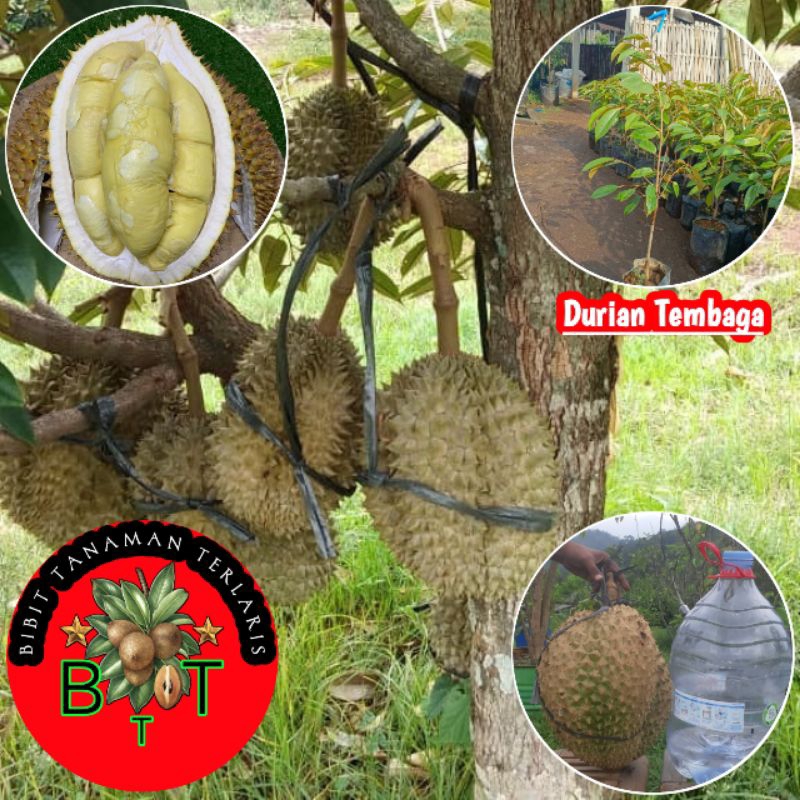 Jual BIBIT TANAMAN BUAH DURIAN TEMBAGA ASLI SUPER UNGGUL HASIL OKULASI CEPAT BERBUAH BIBIT ...