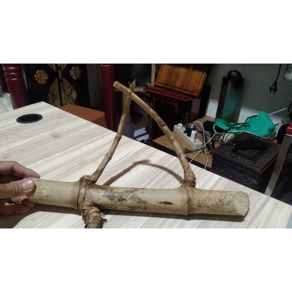 Jual Bambu Unik Asli Temuan Kebun | Shopee Indonesia