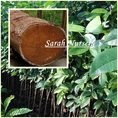 Jual 1M - Bibit Tanaman Kayu Merbau - Kayu Papua bernilai jual tinggi ...