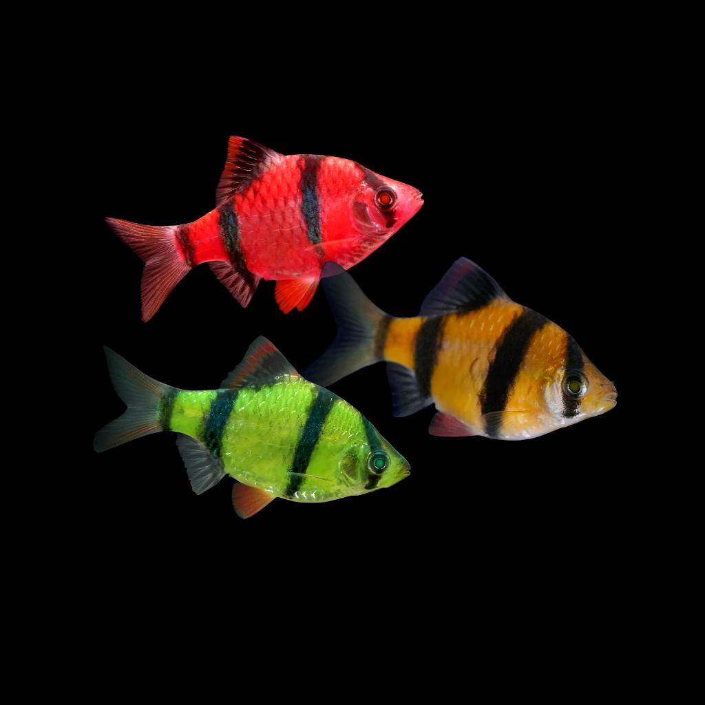 Jual Jual Glow Barb / Tiger Barb / Sumatra Tiger | Shopee Indonesia