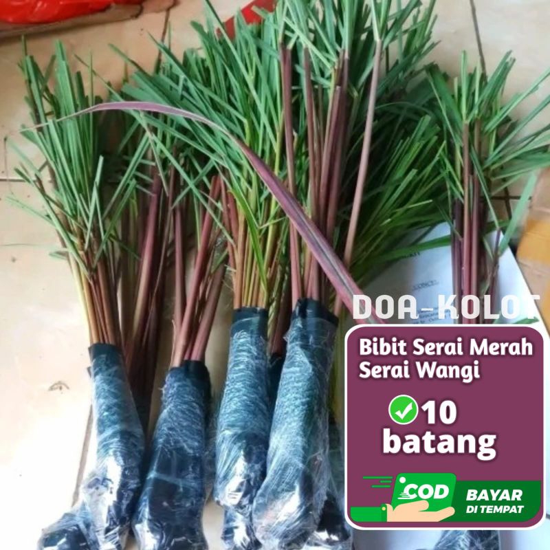 Jual Bibit Serai Merah Premium isi 10 Batang Serai Sereh Wulung Serai ...