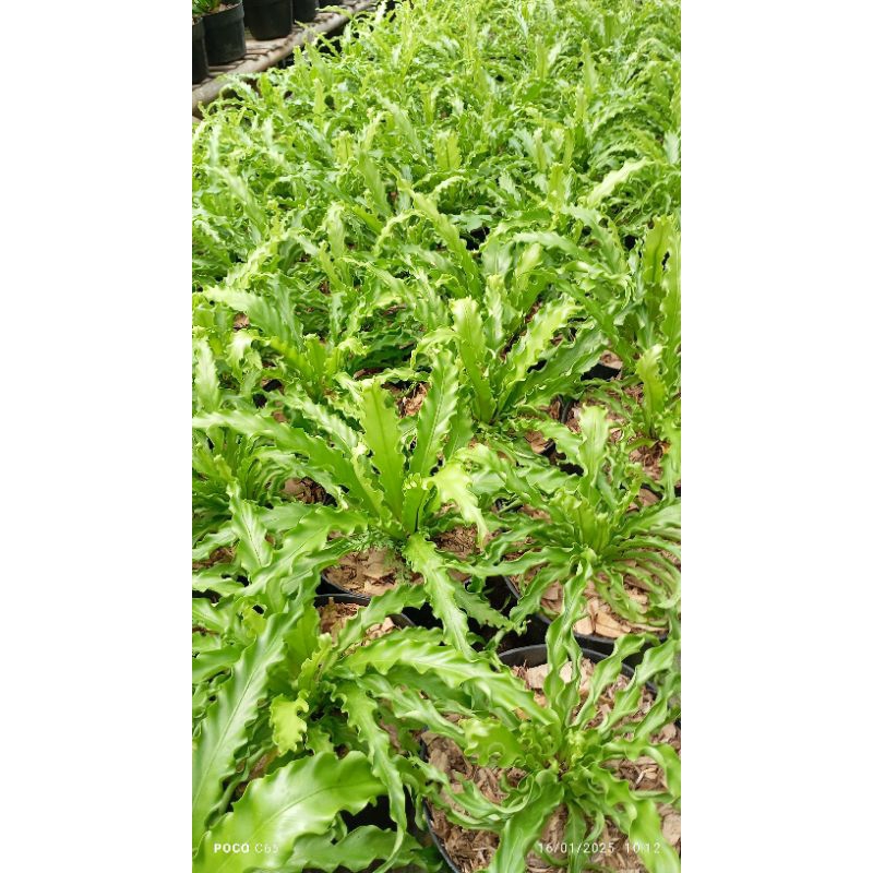 Jual pakis PETILYS TUNGGAL Tanaman gantung | Shopee Indonesia