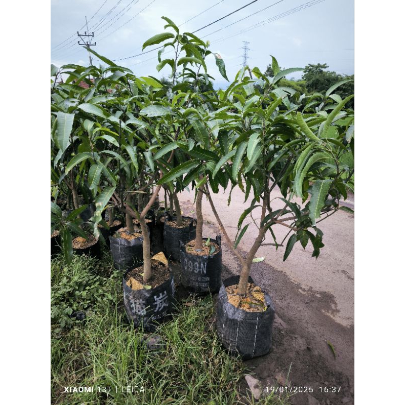 Jual bibit mangga red ivory dongkelan (packing kayu) | Shopee Indonesia