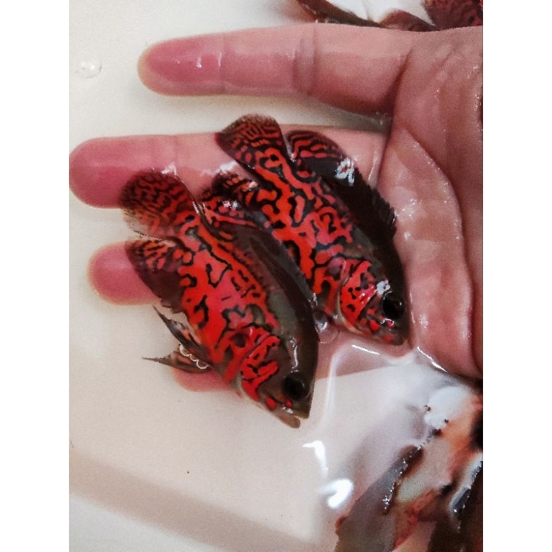 Jual OSCAR RED LEOPARD GRADE A | Shopee Indonesia