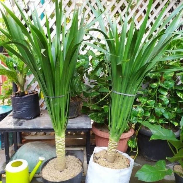 Jual Tanaman hias Pandan Bali Ukuran Besar 40 - 60cm daun / Tanaman ...