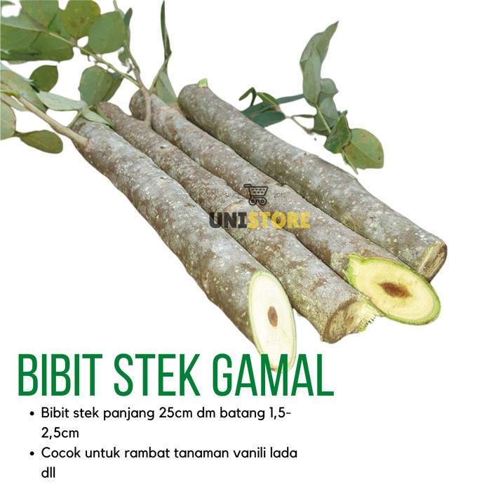Jual Bibit Stek Pohon Gamal Kalikiriya Untuk Tanjaran Pohon Pagar Rumah ...