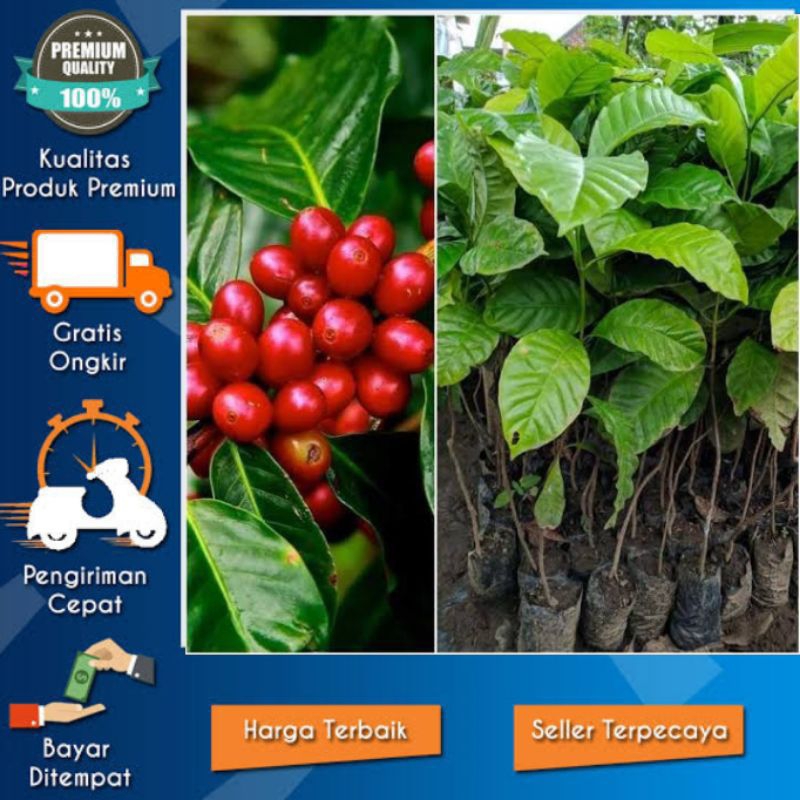 Jual Termurah Per 100 BIBIT KOPI ROBUSTA Super Unggul Siap Tanam | Shopee Indonesia