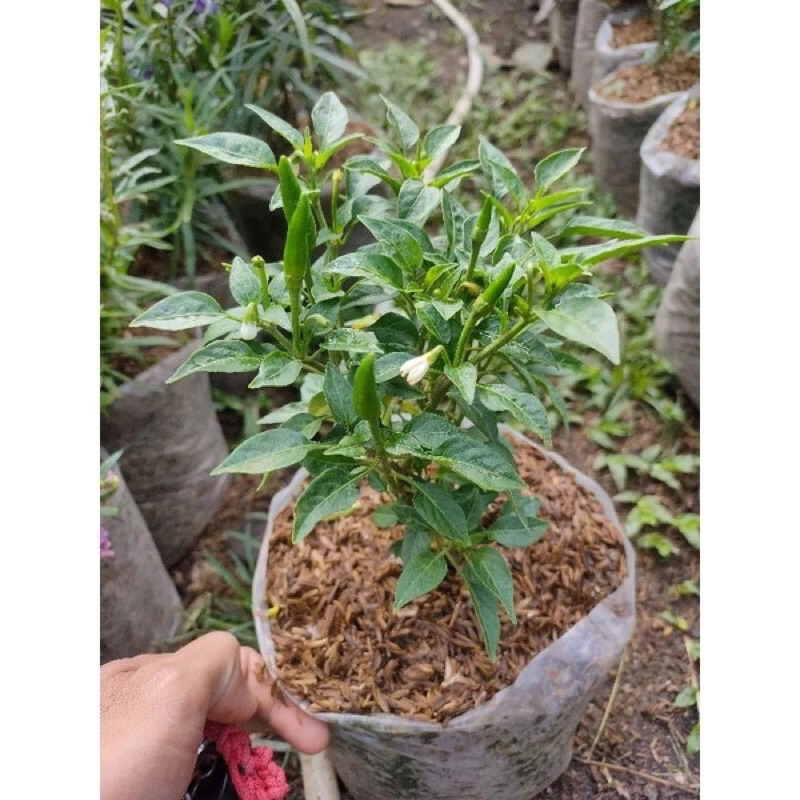Jual Bibit Tanaman Hidup CABE RAWIT BERBUAH - Bibit Pohon Cabai Rawit Dalam Polibag Sudah ...