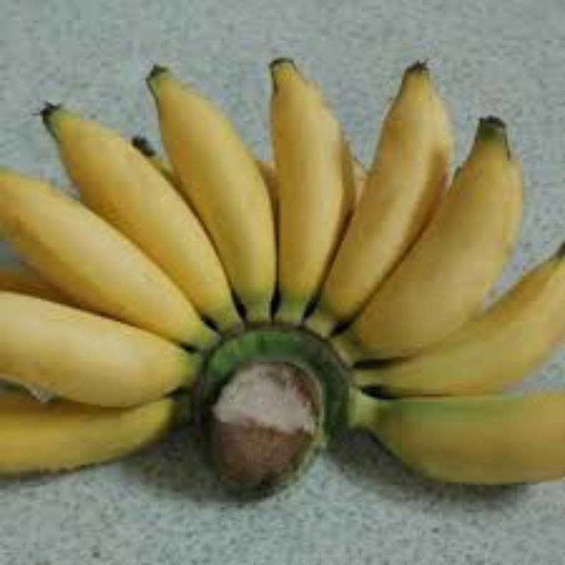 Jual Pisang Muli 1kg / Pisang manis | Shopee Indonesia