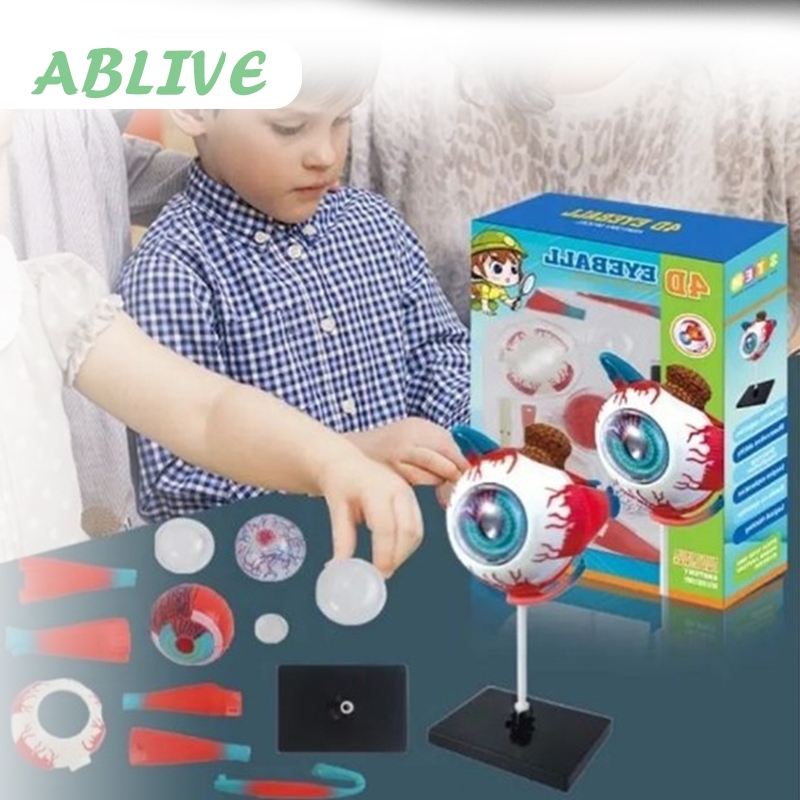 Jual Model Mata Anatomi Alat Peraga Anatomi Tubuh Manusia Anatomi Bola ...