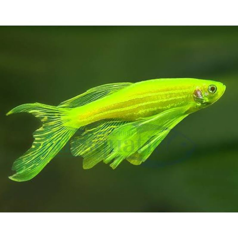 Jual Ikan Danio Slayer - Ikan Hias Aktif dan Mudah Dipelihara | Shopee ...