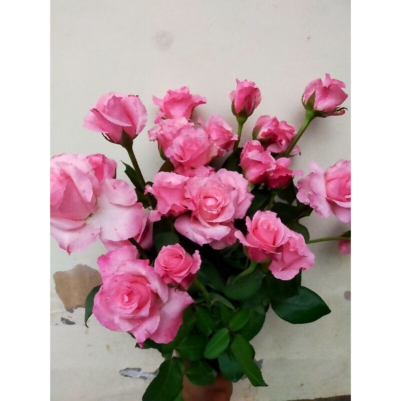 Jual Bunga Mawar Potong Warna Pink Lokal./Bunga Segar | Shopee Indonesia