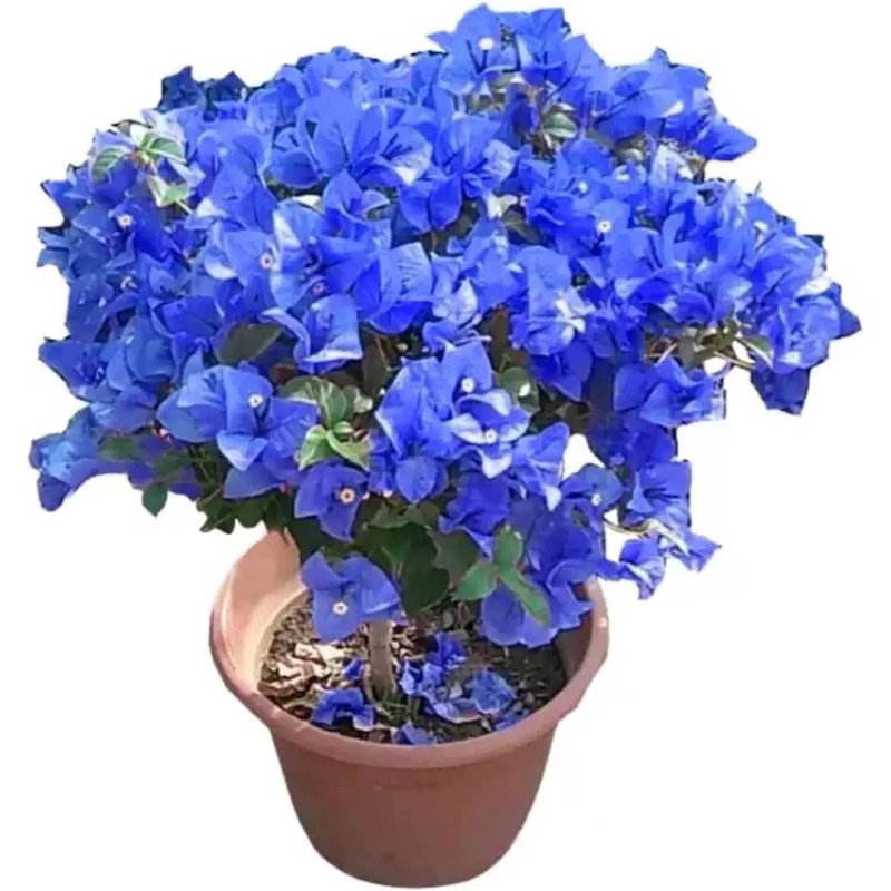 Jual PROMO m!! TAMAMAN HIAS BUGENVIL BUNGA KERTAS SOFT BIRU//BUNGA BIRU ...