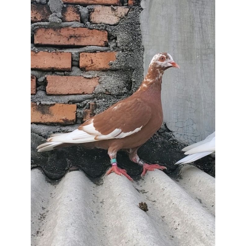 Jual merpati balap sprint 2025 | Shopee Indonesia