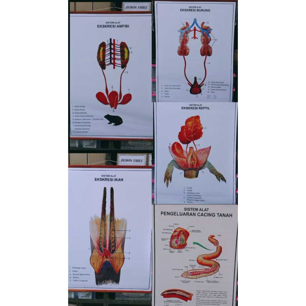 Jual SaranaPeraga - Carta Poster Gambar 1 Set Isi 5 Pcs Ekskresi Burung ...