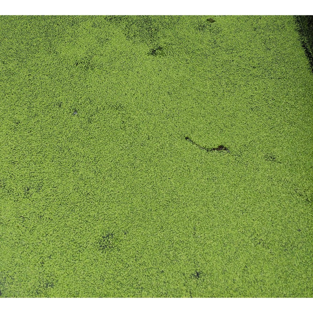 Jual 100Gr Duckweed, Lemna Minor, Mata Lele, Pakan Ternak, Pupuk ...