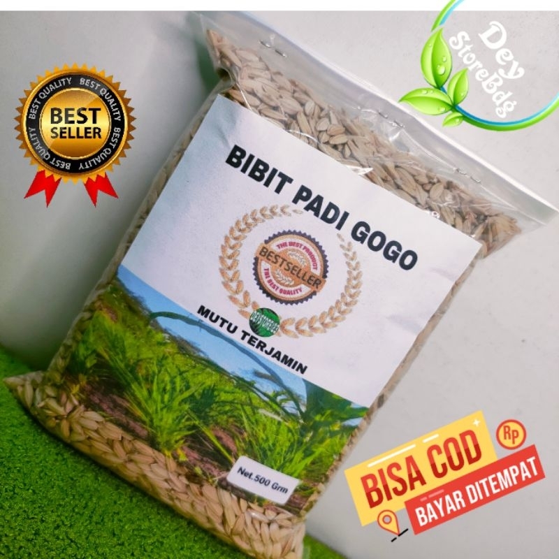Jual Padi Gogo darat biji padi putih berat 500 grm | Shopee Indonesia