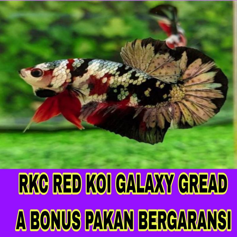 Jual RKC RED KOI GALAXY SZ M GREAD A BONUS PAKAN BERGARANSI | Shopee ...