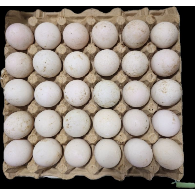 Jual TELUR BEBEK PILIHAN /PER BUTIR | Shopee Indonesia