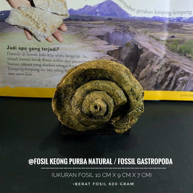Jual Fosil Keong Purba Natural B54 atau Fossil Gastropoda atau Fosil Kerang atau Fossil Snail ...