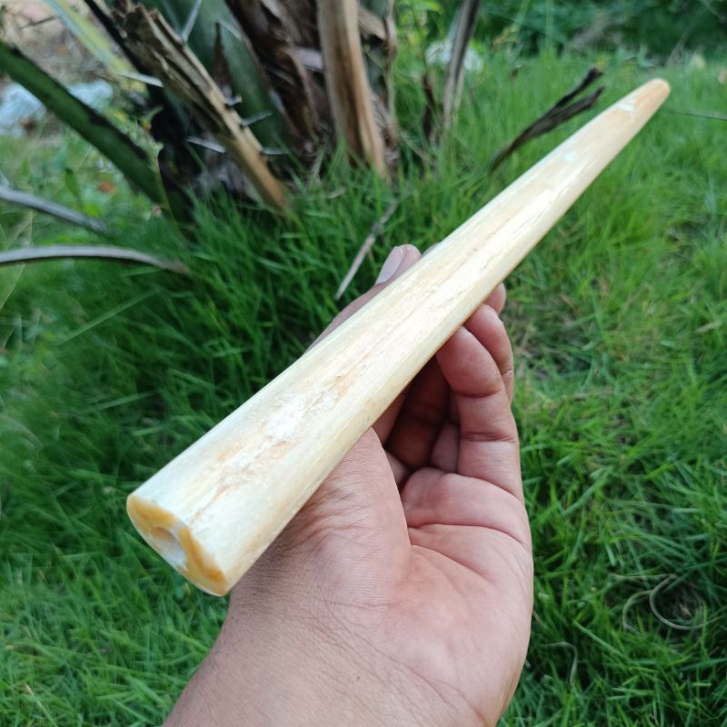 Jual Once pipa tulang moncong marlin asli 25cm | Shopee Indonesia