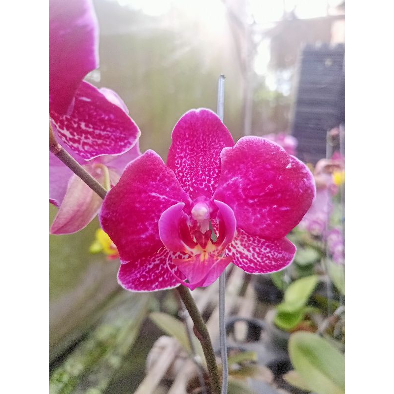 Jual anggrek bulan grade B maroon magenta tua bercak pink phalaenopsis ...