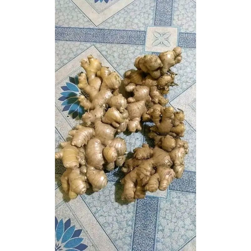 Jual jahe putih atau jahe gajah baik untuk kesehatan promo murah ...