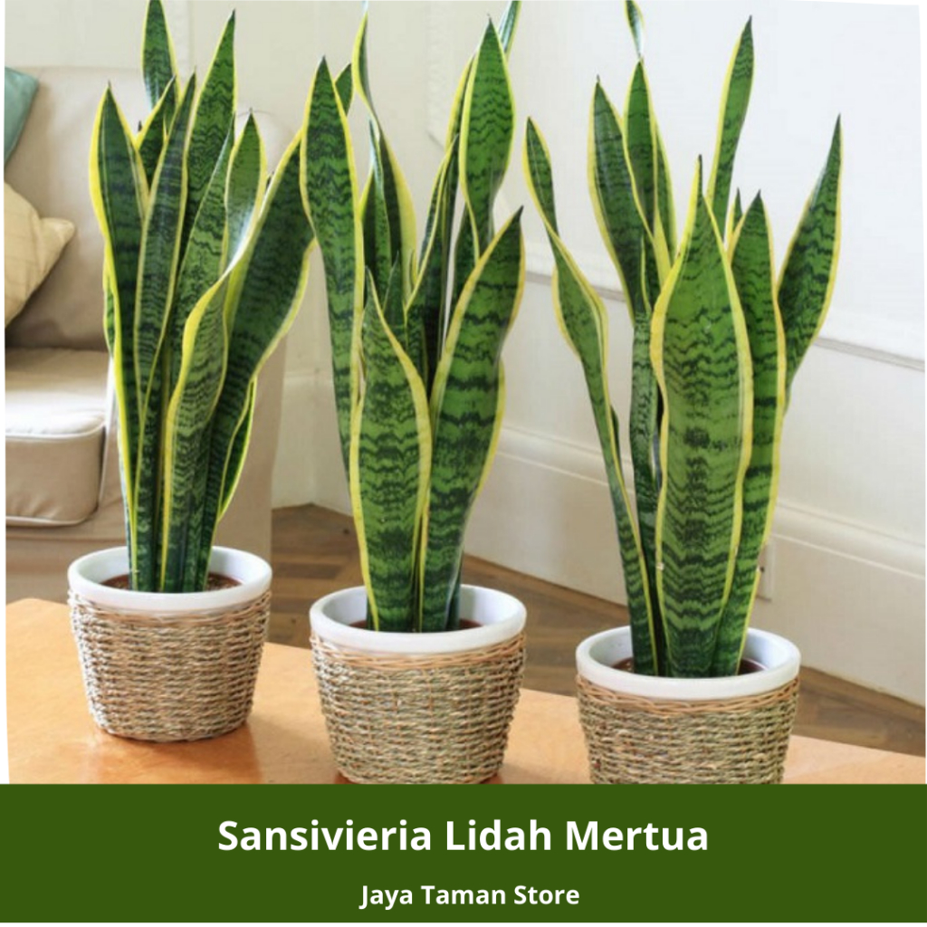 Jual Promo COD!!! Tanaman Hias Sansivieria - Sansivera Lidah Mertua ...